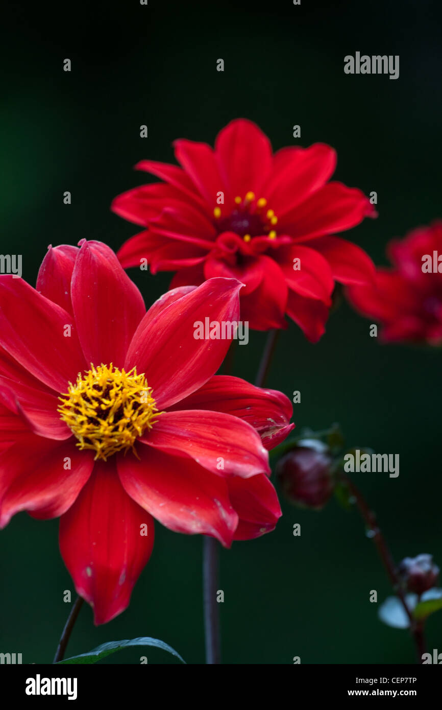 Red daisy hi-res stock photography and images - Alamy