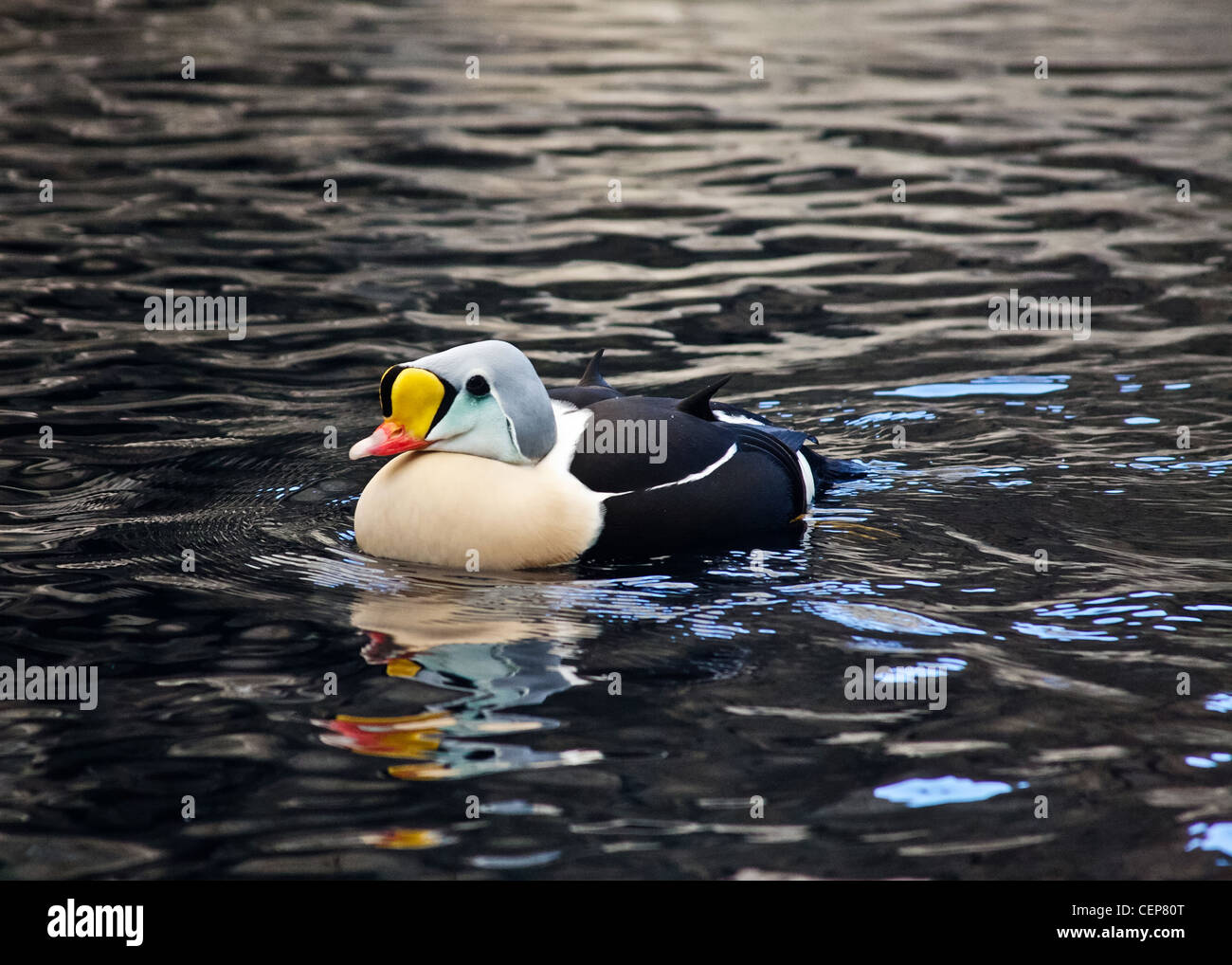 Eider water hi-res stock photography and images - Alamy