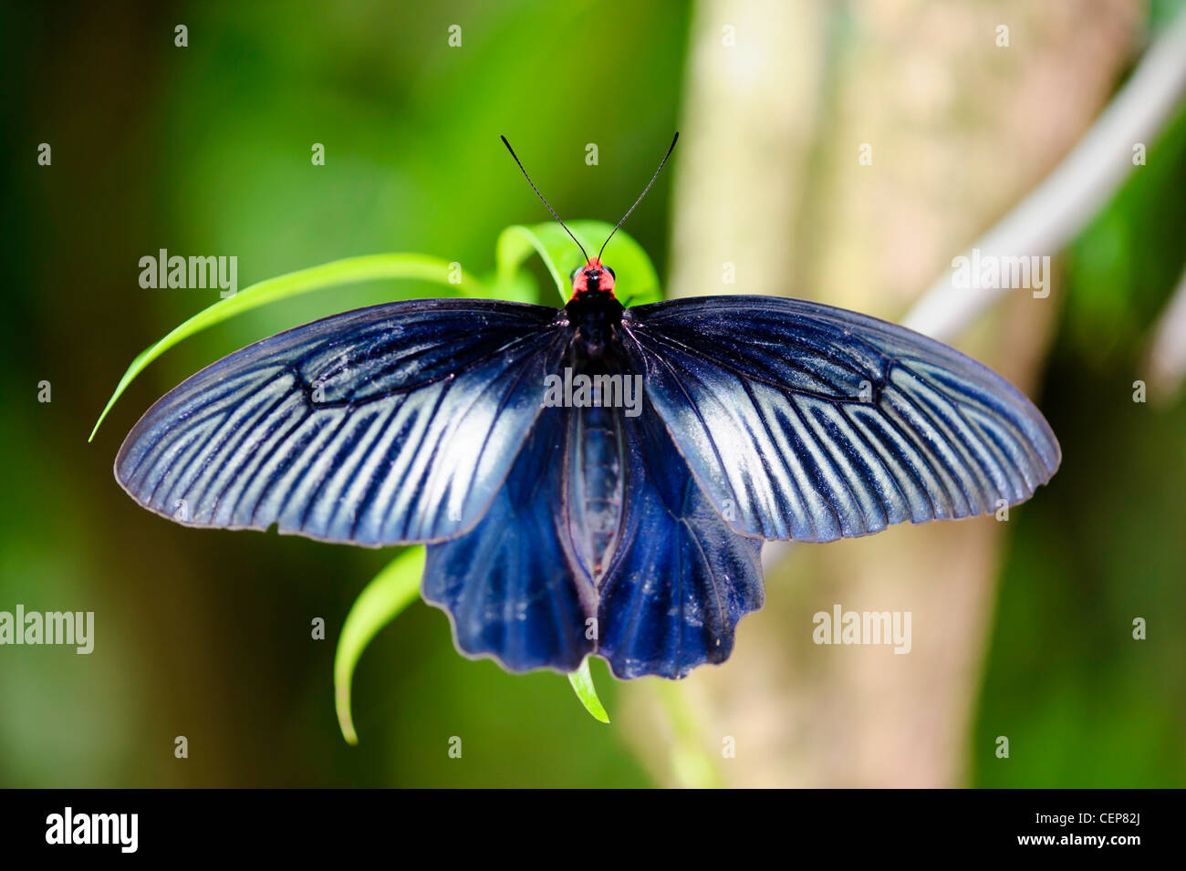 Great Mormon (Papilio Memnon Agenor) Butterfly Stock Photo - Alamy