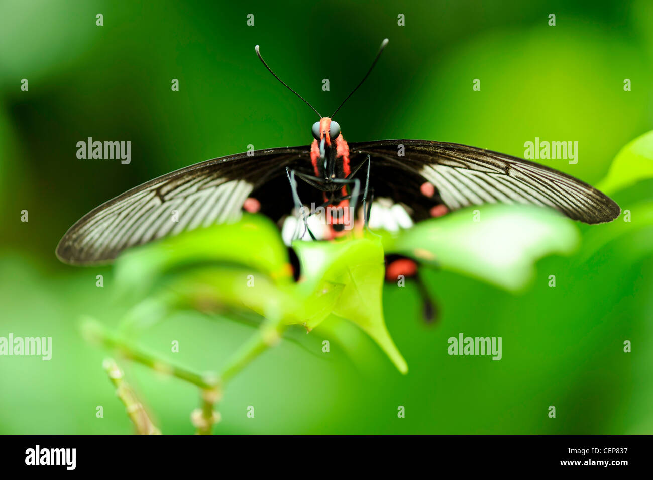 Great Mormon (Papilio Memnon Agenor) Butterfly Stock Photo - Alamy