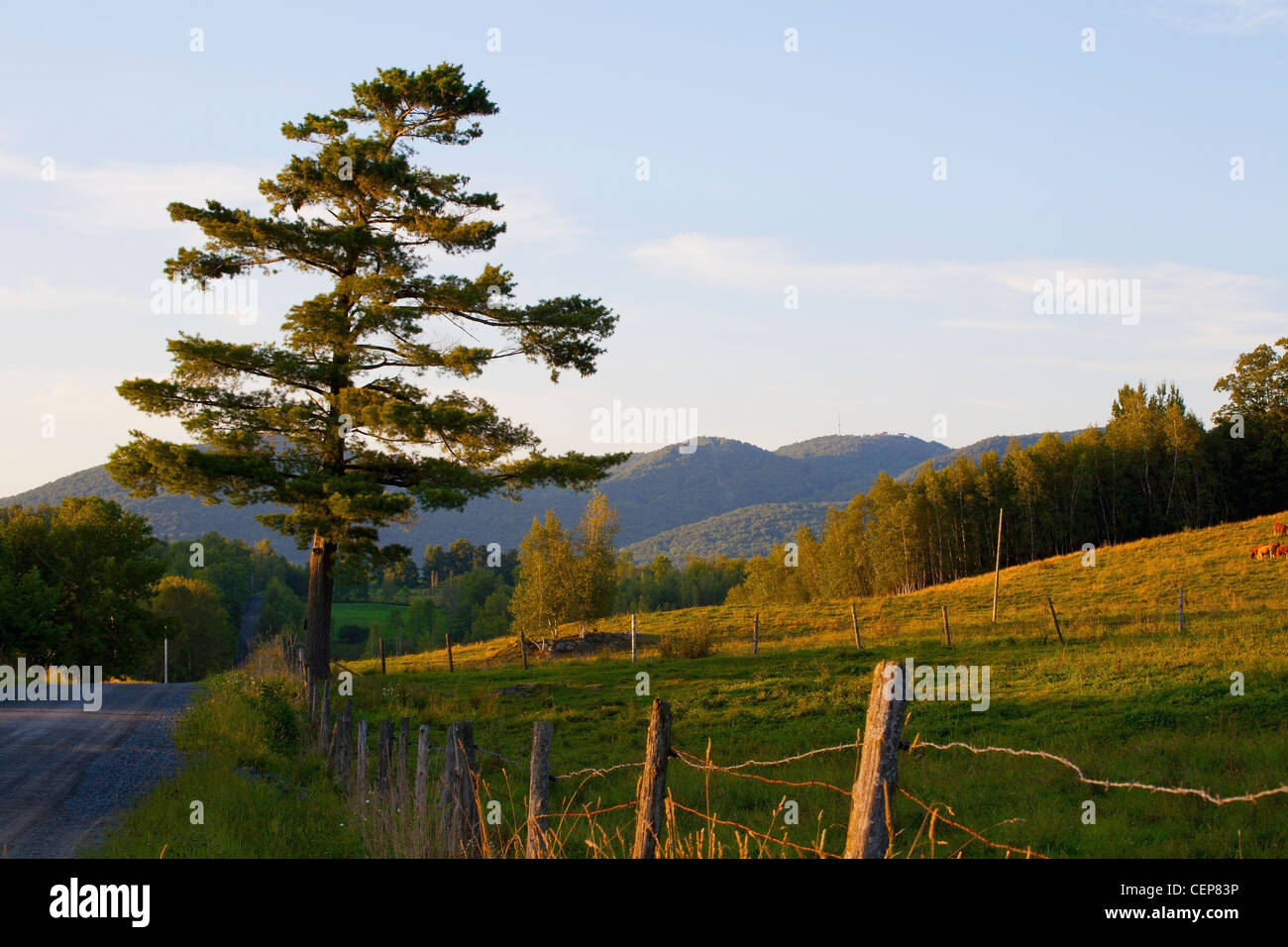 an old pine tree along a rural road at dusk; iron hill, quebec, canada ...