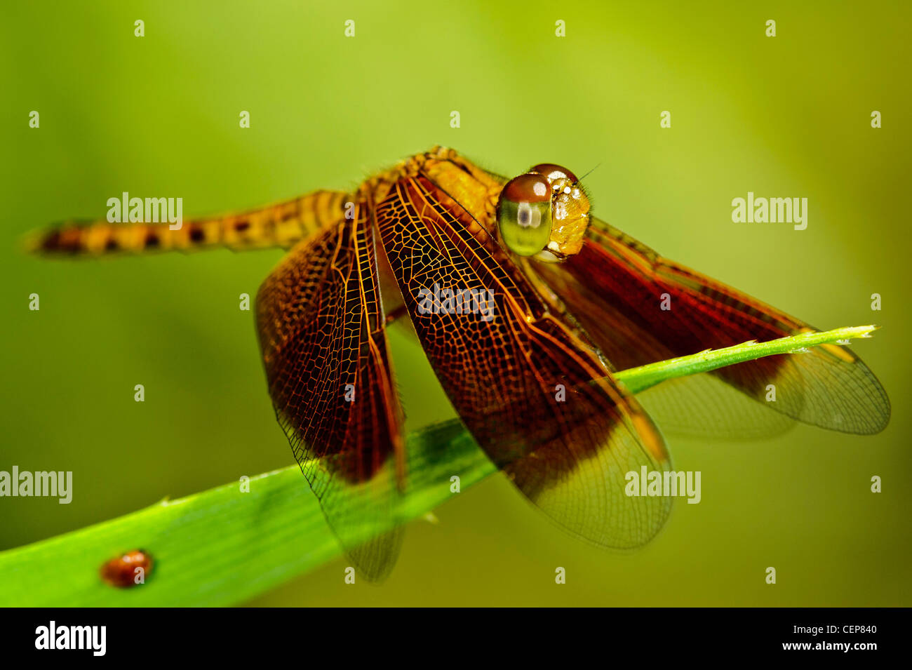 A Red Grasshawk dragonfly taken in Kuala Lumpur Malaysia Stock Photo ...
