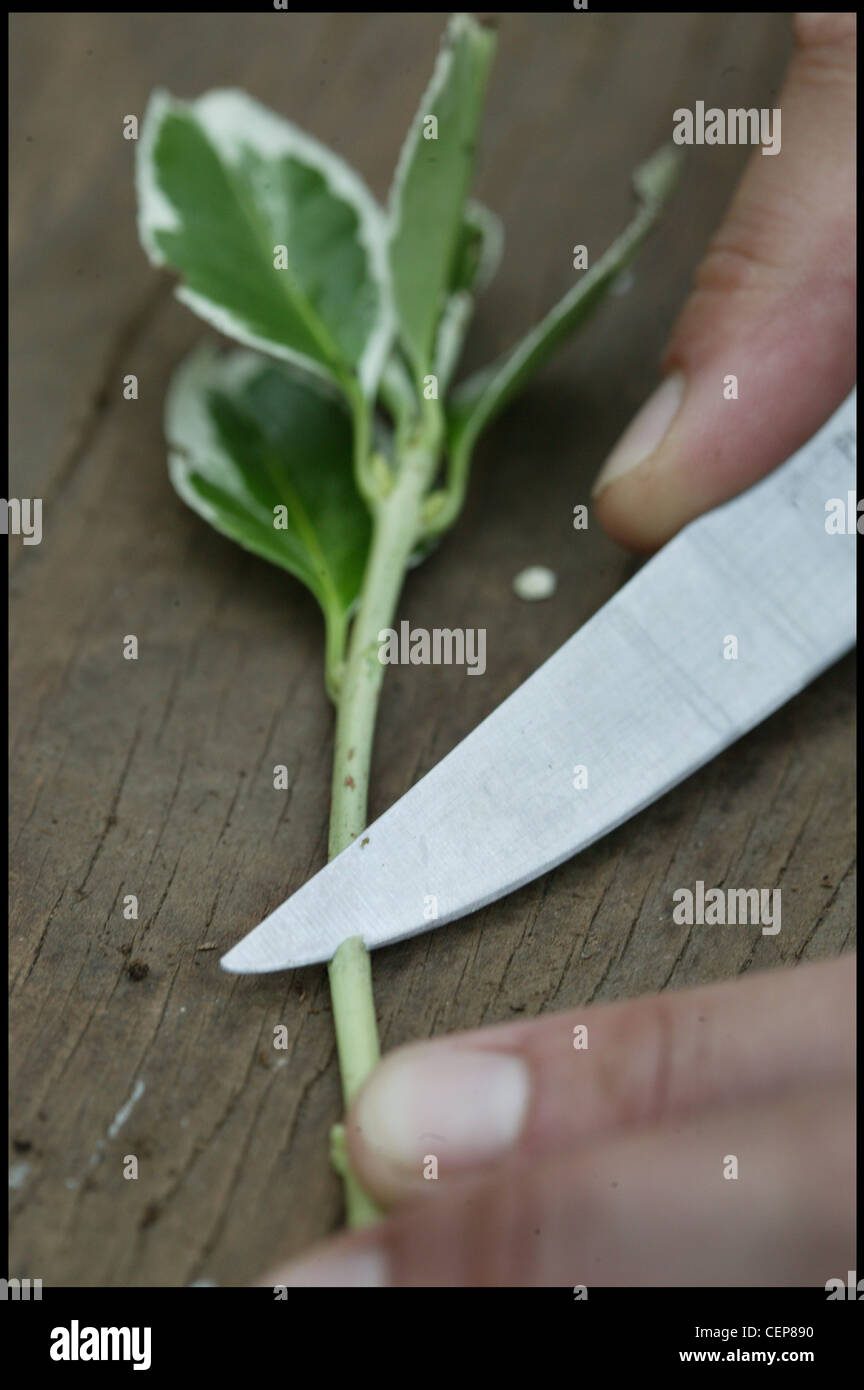 Step by step Angled cut beneath a node of semi ripe cutting from ...