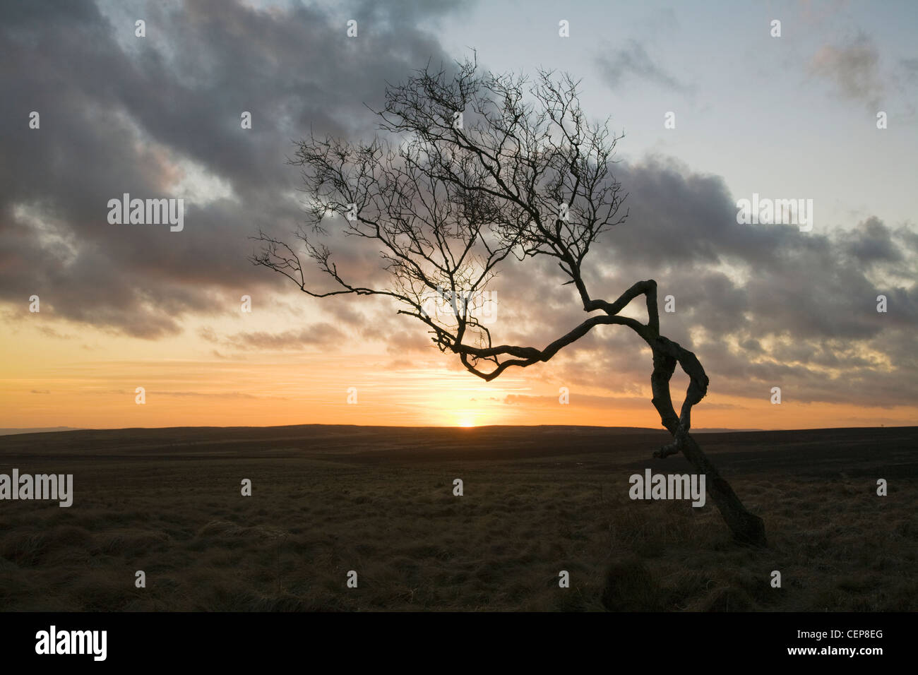 Twisted Tree Trunk High Resolution Stock Photography and Images - Alamy