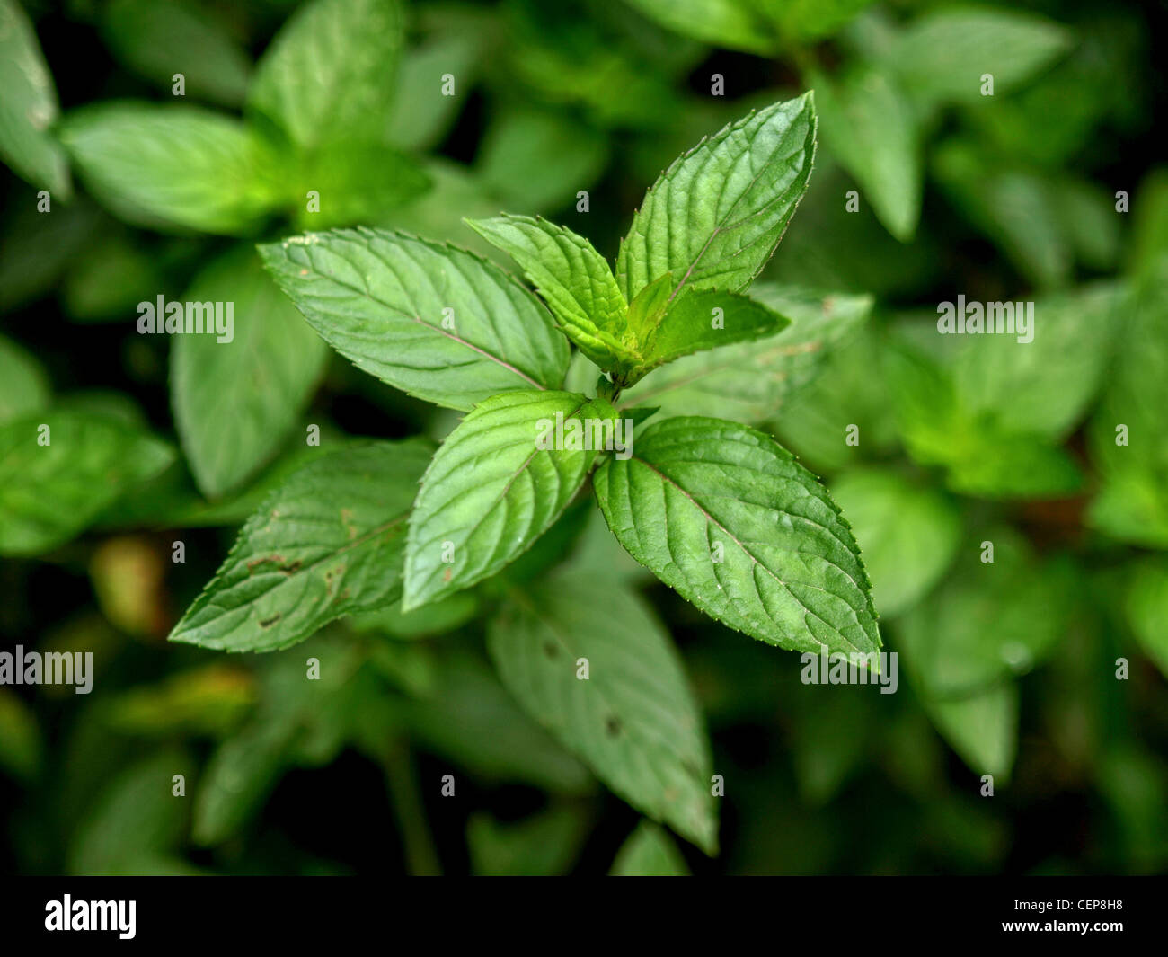 Peppermint Tree Stock Photos & Peppermint Tree Stock Images - Alamy