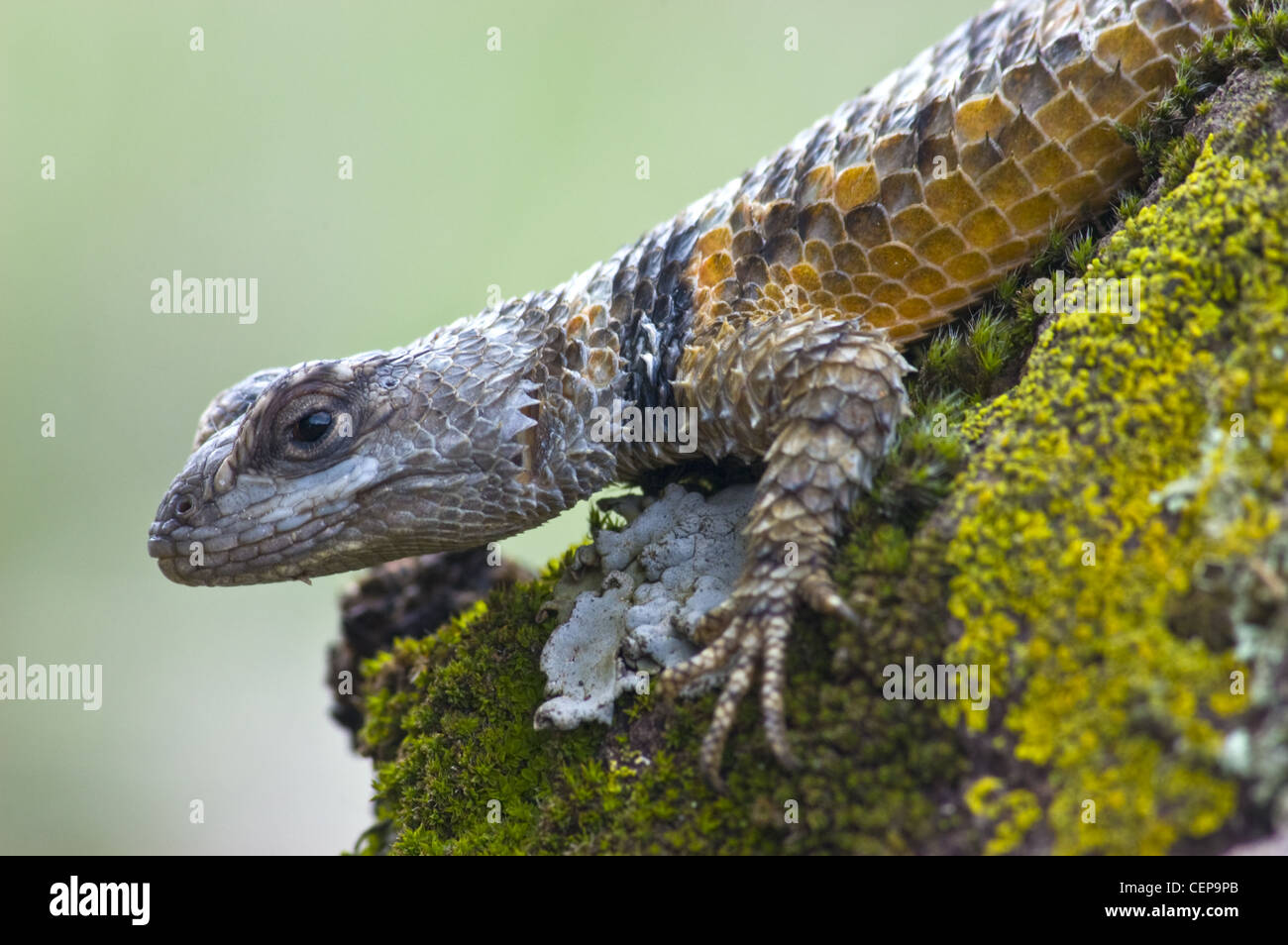 New Mexico Crevice Spiny Lizard, (Sceloporus poinsetti poinsetti), Gila ...
