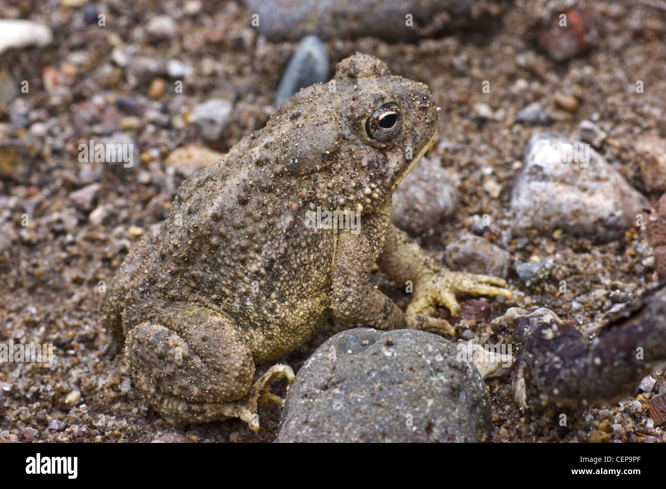 Arizona Toad, (Anaxyrus microscaphus), Gila Wilderness, Grant county ...