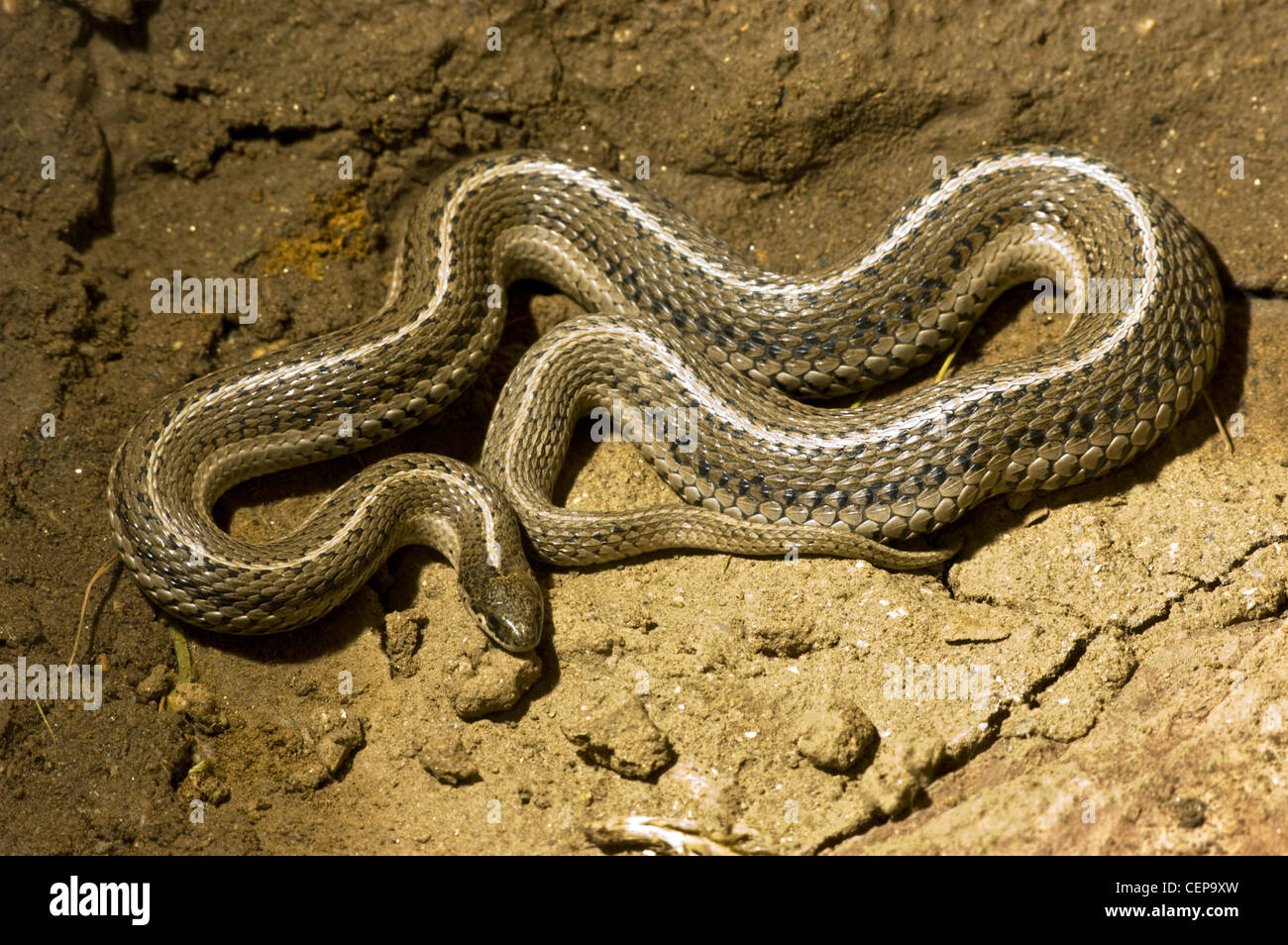 Gravid female Lined Snake, Tropidoclonion lineatum), Torrance county ...