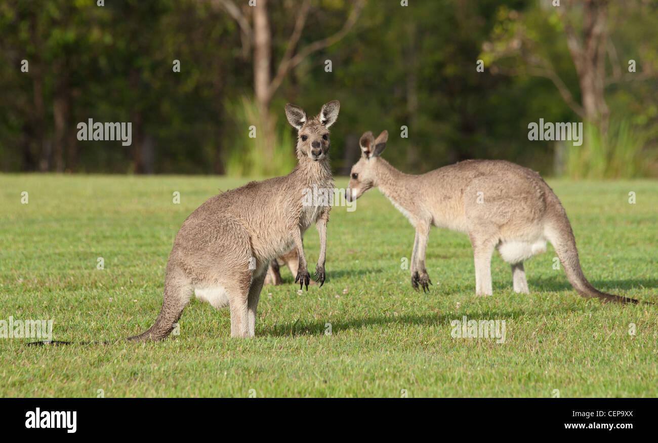 australian eastern grey kangaroos on the grass Stock Photo - Alamy