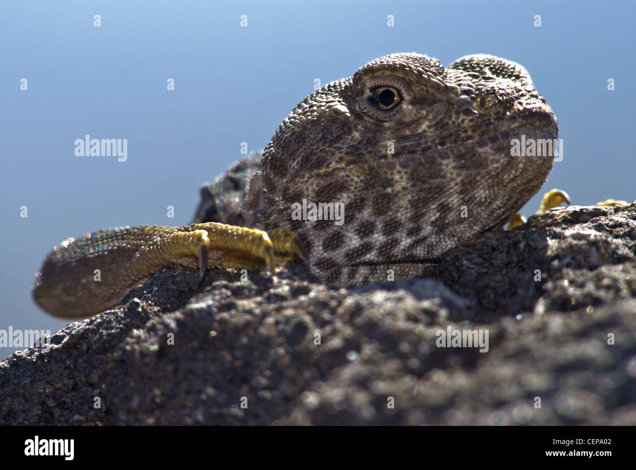 Common collared lizard crotaphytus collaris hi-res stock photography ...