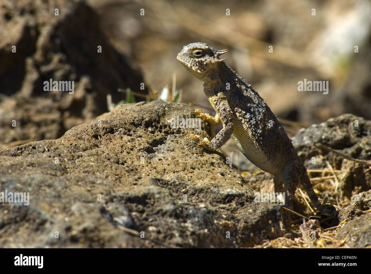 Round-tailed Horned Lizard, (Phrynosoma modestum), Petroglyph National ...