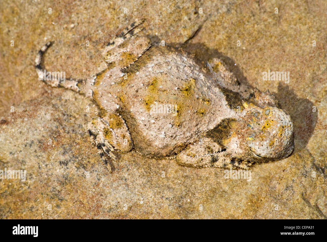 Round-tailed Horned Lizard, (Phrynosoma modestum), Que Bradas, Socorro ...