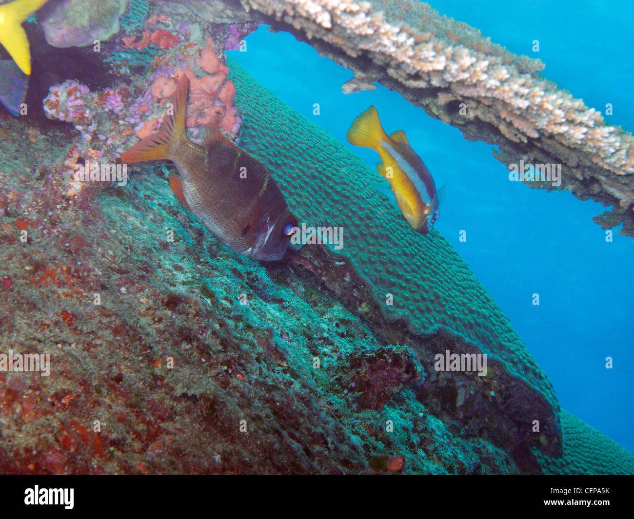 Tropical fishes and table coral, North Reef, near Mana Island, Mamanuca ...
