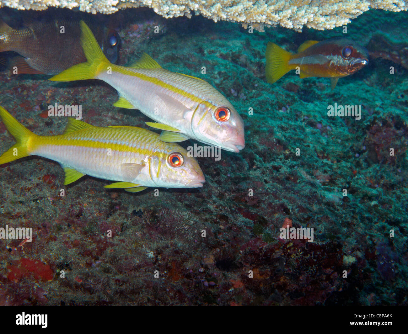 Yellowfin goatfish (Mulloidichthys vanicolensis), North Reef, near Mana ...