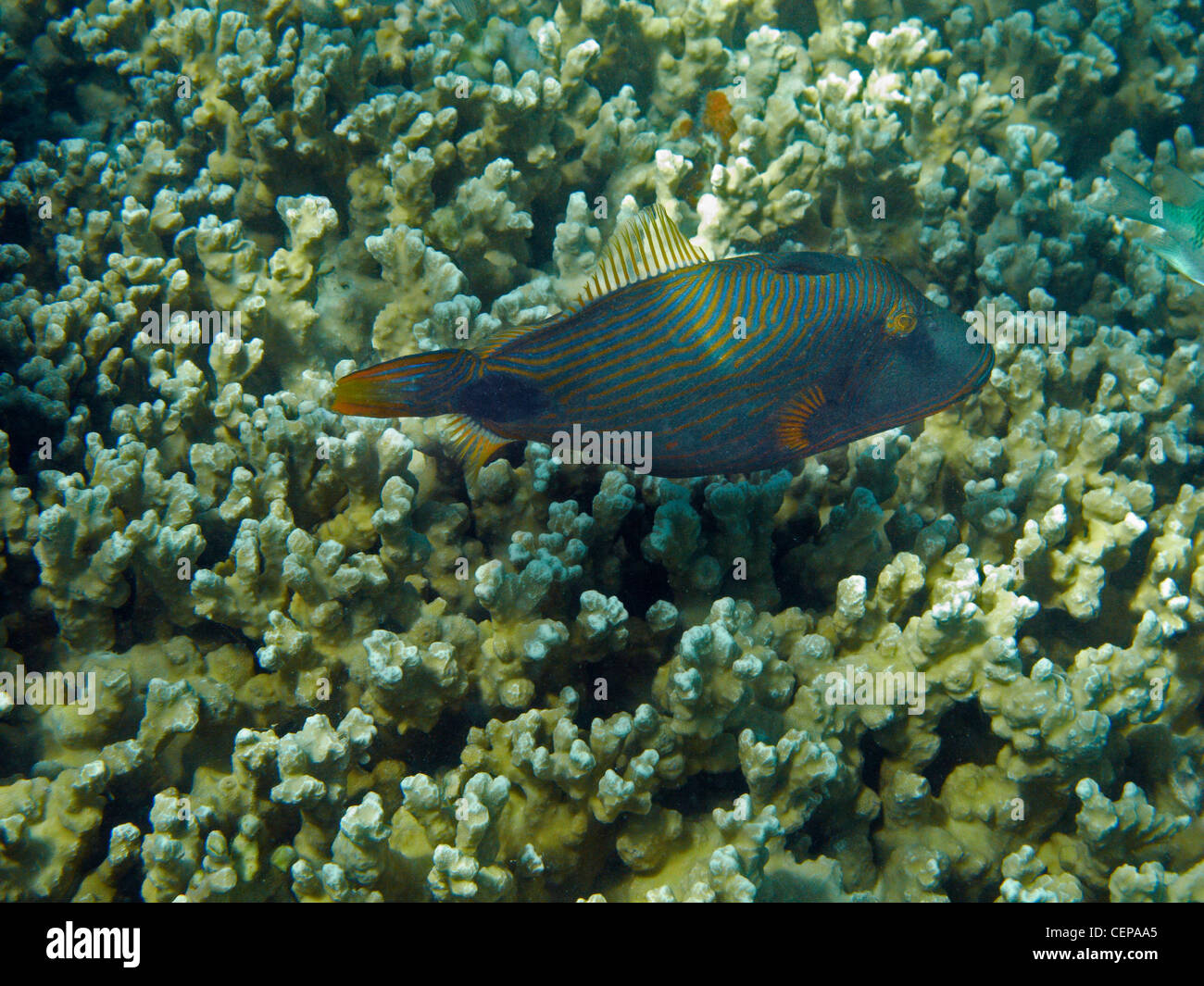 Orange-lined triggerfish ( Balistapus undulatus ), Malolo Lailai Island ...