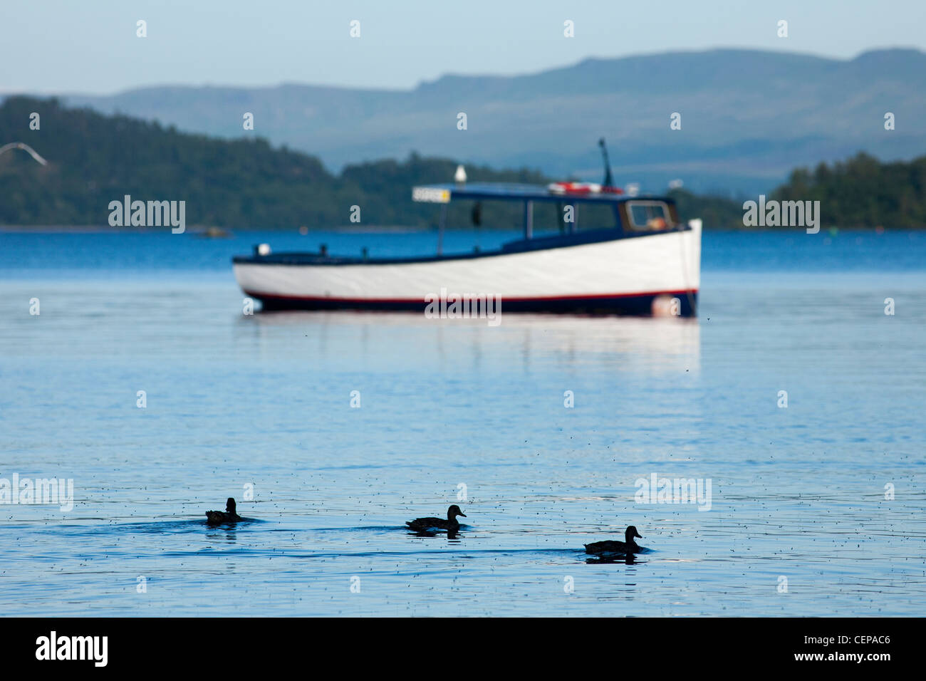 Ducks swim across the tranquil surface of Loch Lomond in the Scottish ...