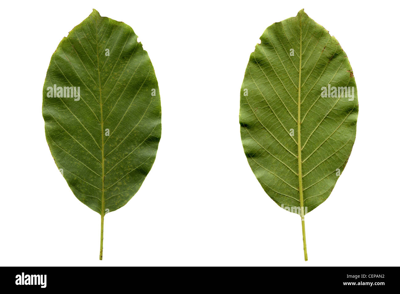 Walnut tree leaf - isolated over white background Stock Photo - Alamy