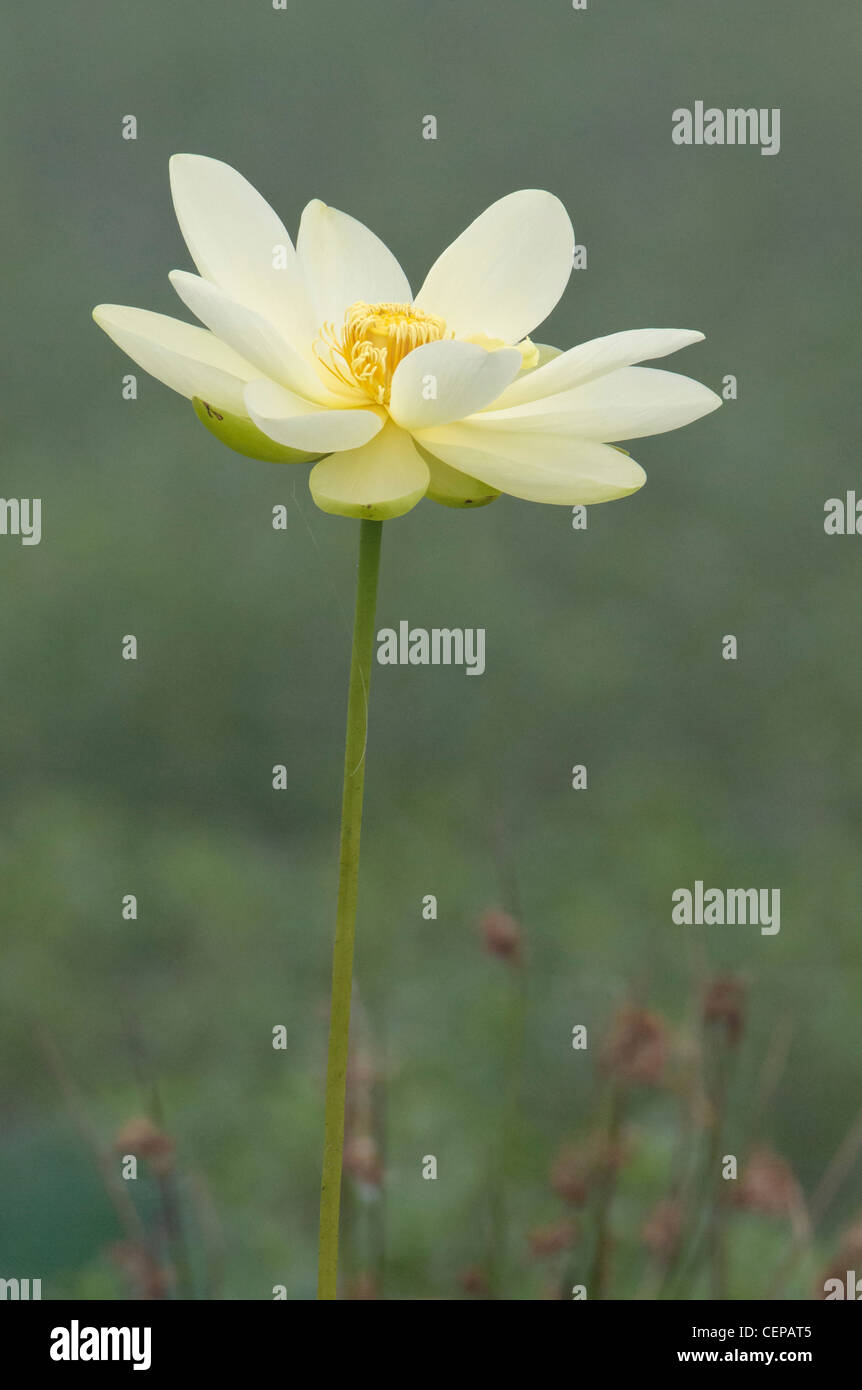 American white lotus hi-res stock photography and images - Alamy