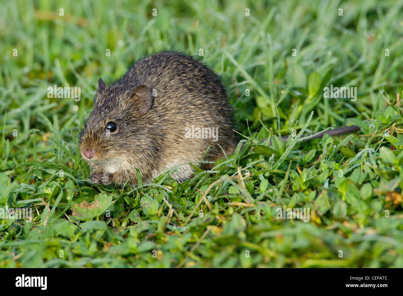 Hispid Cotton Rat, Paynes Prairie State Preserve, Gainesville, Florida ...