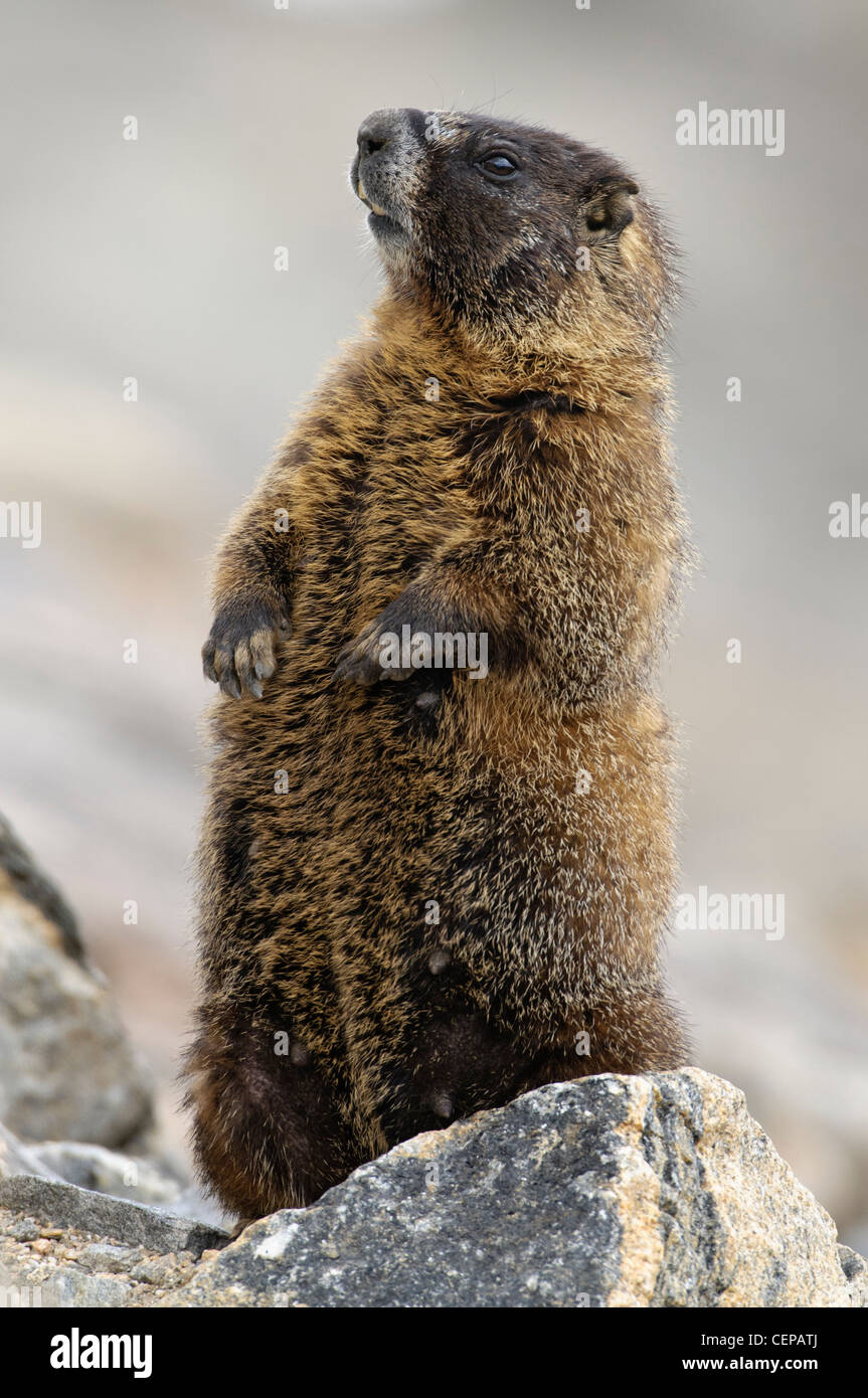 Yellow-bellied Marmot, Rocky Mountain National Park, Estes Park ...
