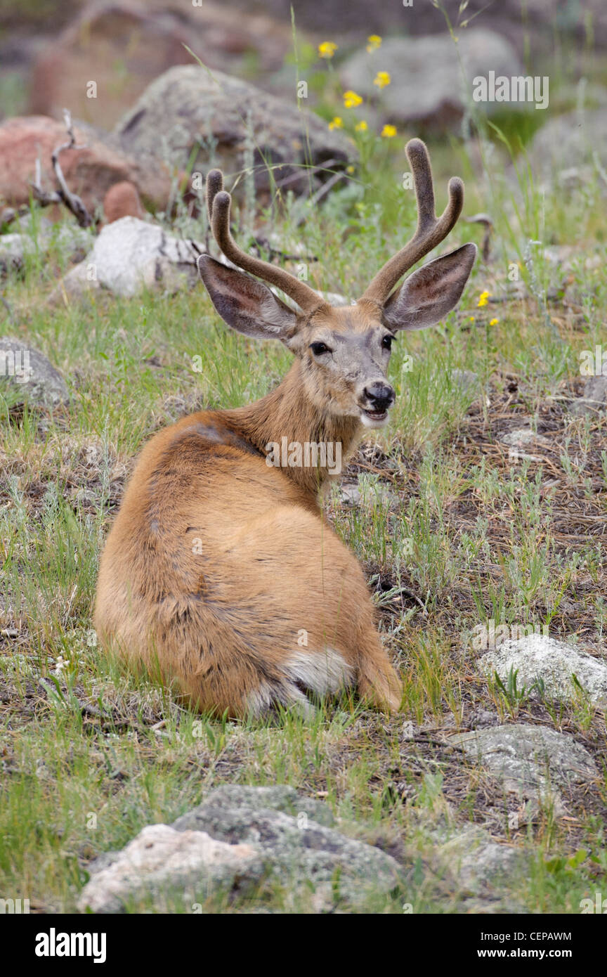 Mule Deer buck, Rocky Mountain National Park, Estes Park, Colorado ...