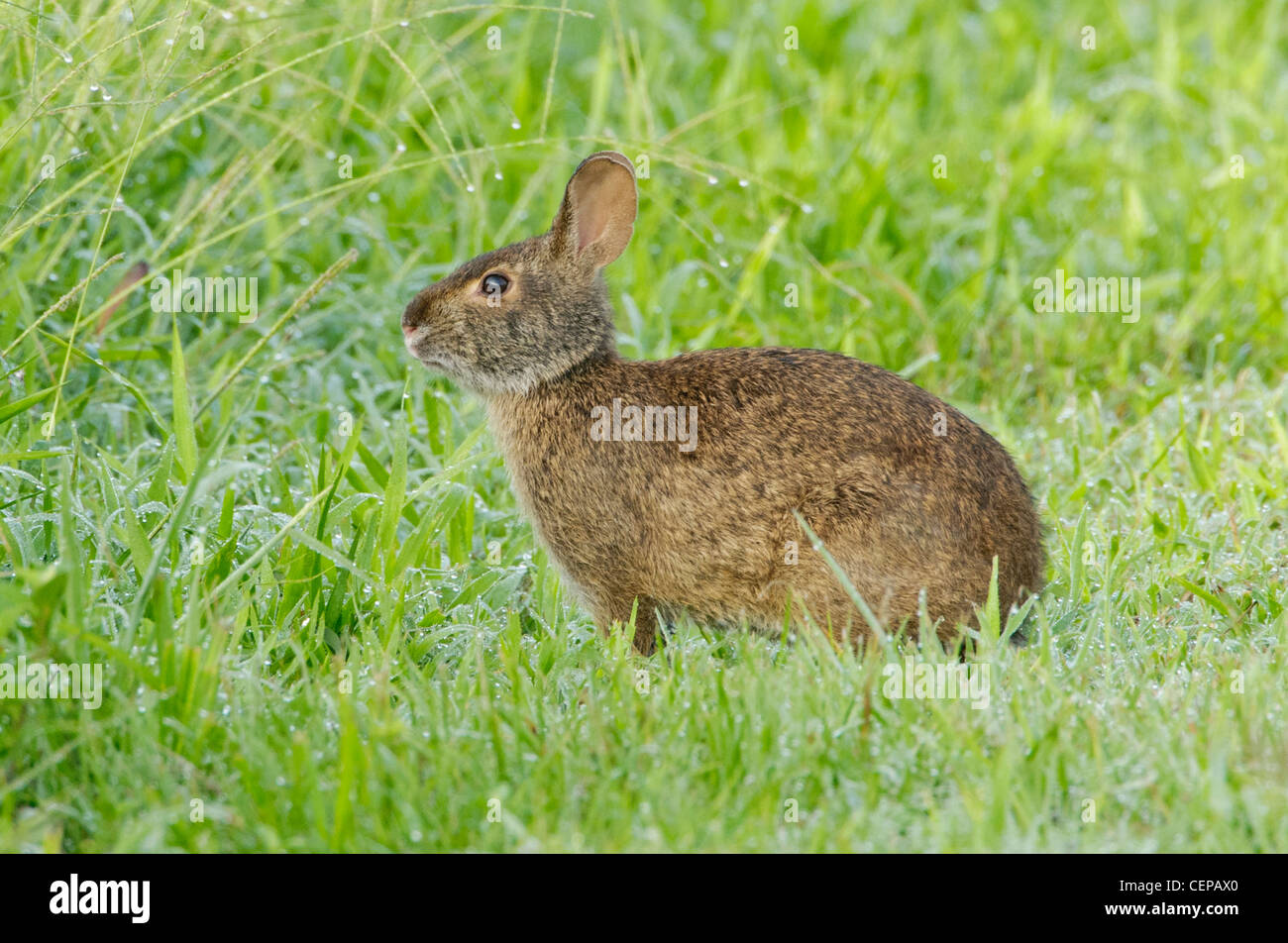 Marsh Rabbit and morning dew, Paynes Prairie State Preserve, Florida ...