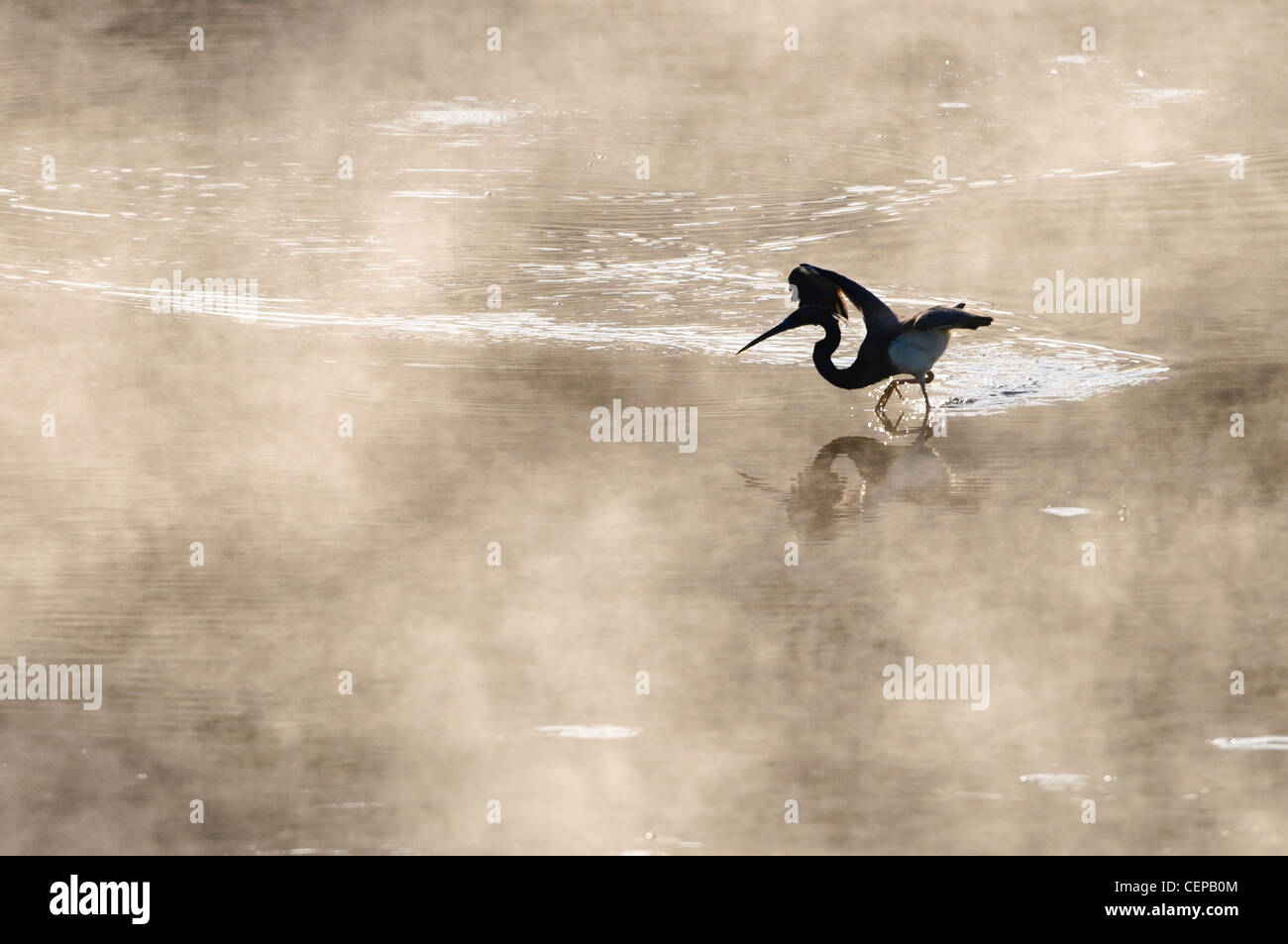 Hunt aquatic animals hi-res stock photography and images - Alamy