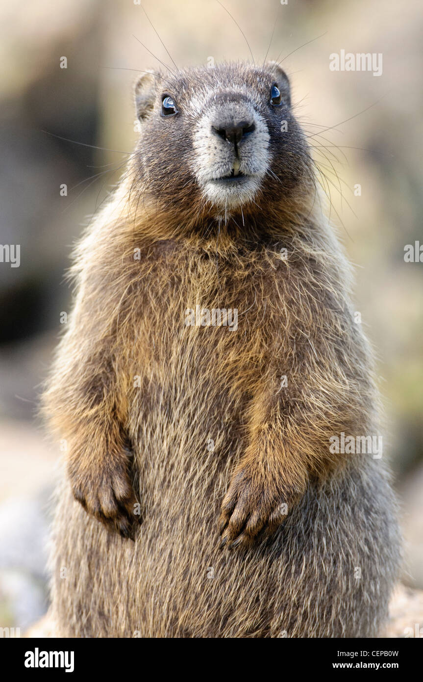 Marmot behavior hi-res stock photography and images - Alamy