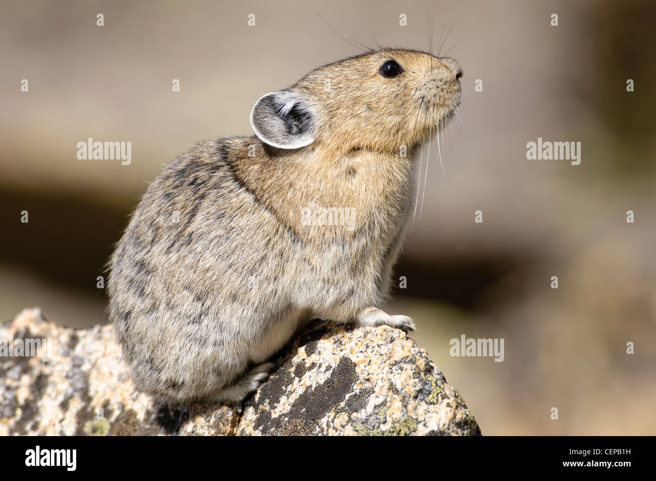 American Pika alert on rocks, Rocky Mountain National Park, Colorado ...