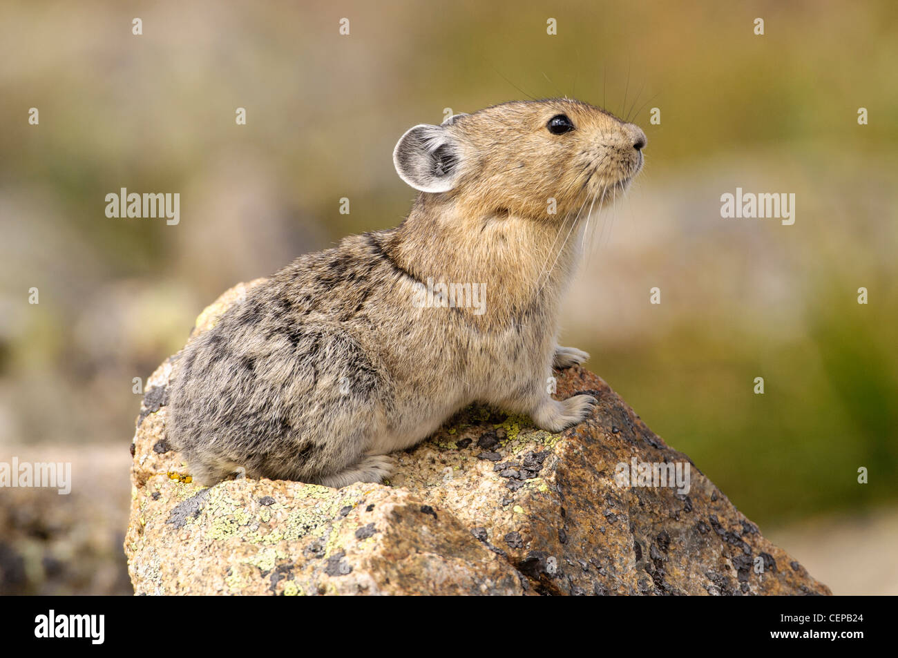 American Pika alert on rocks, Rocky Mountain National Park, Colorado ...