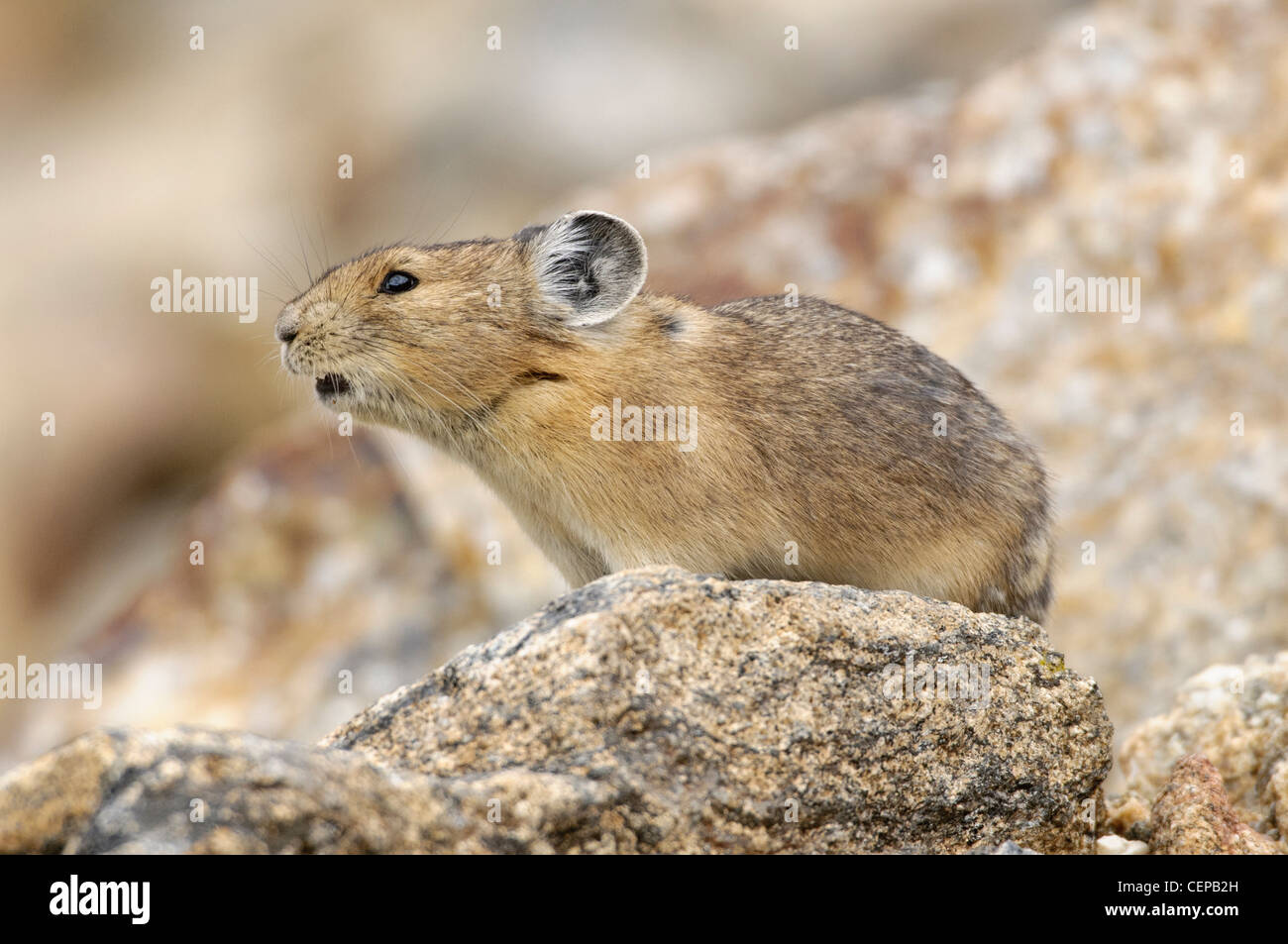 American Pika barking, Rocky Mountain National Park, Colorado Stock ...