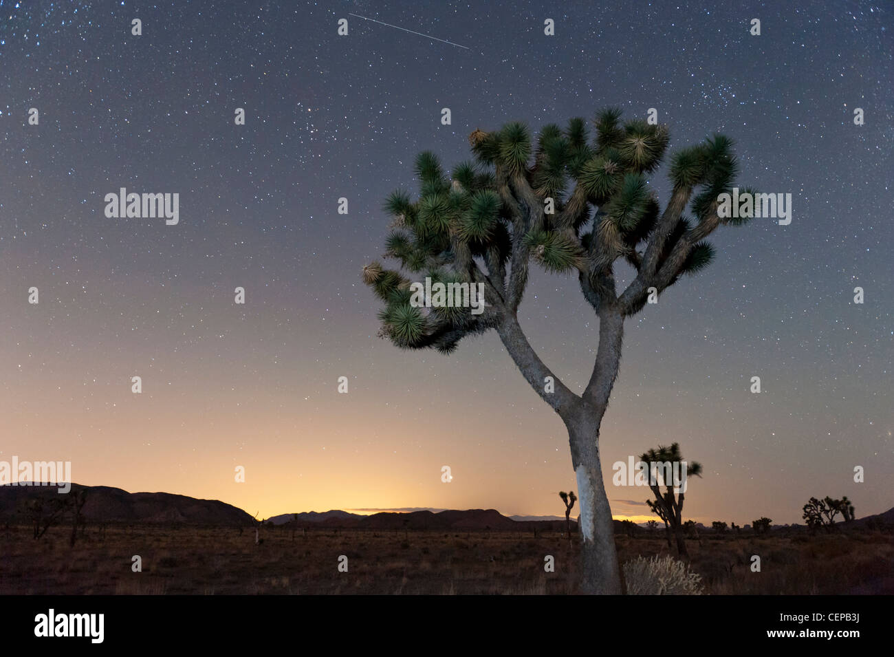 Joshua Tree among the night sky and meteors, Joshua Tree National Park ...