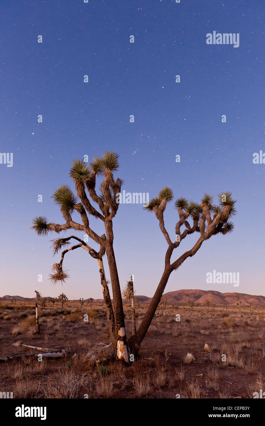 Night sky with tree hi-res stock photography and images - Alamy