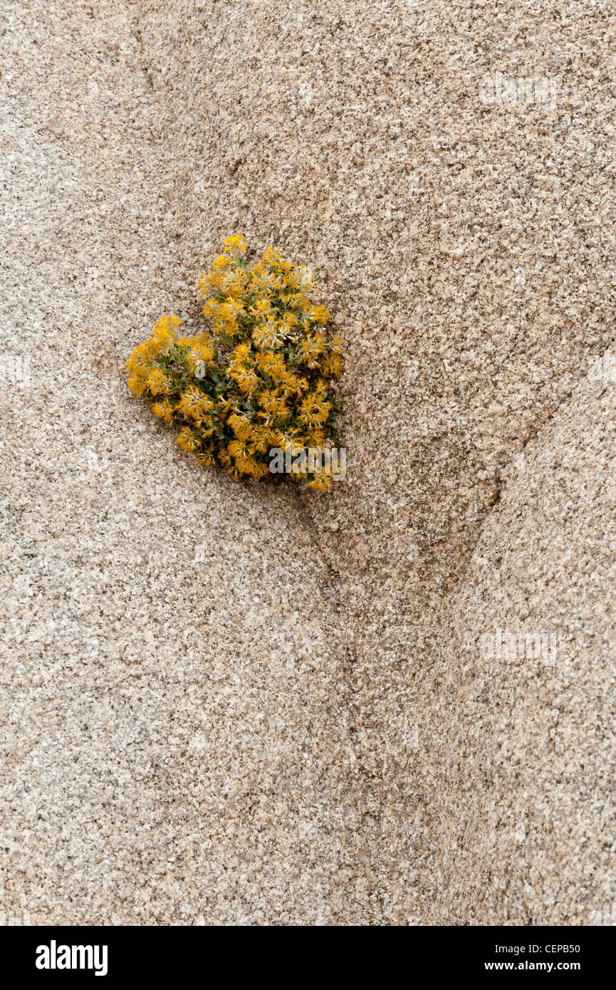 Goldenbush hi-res stock photography and images - Alamy