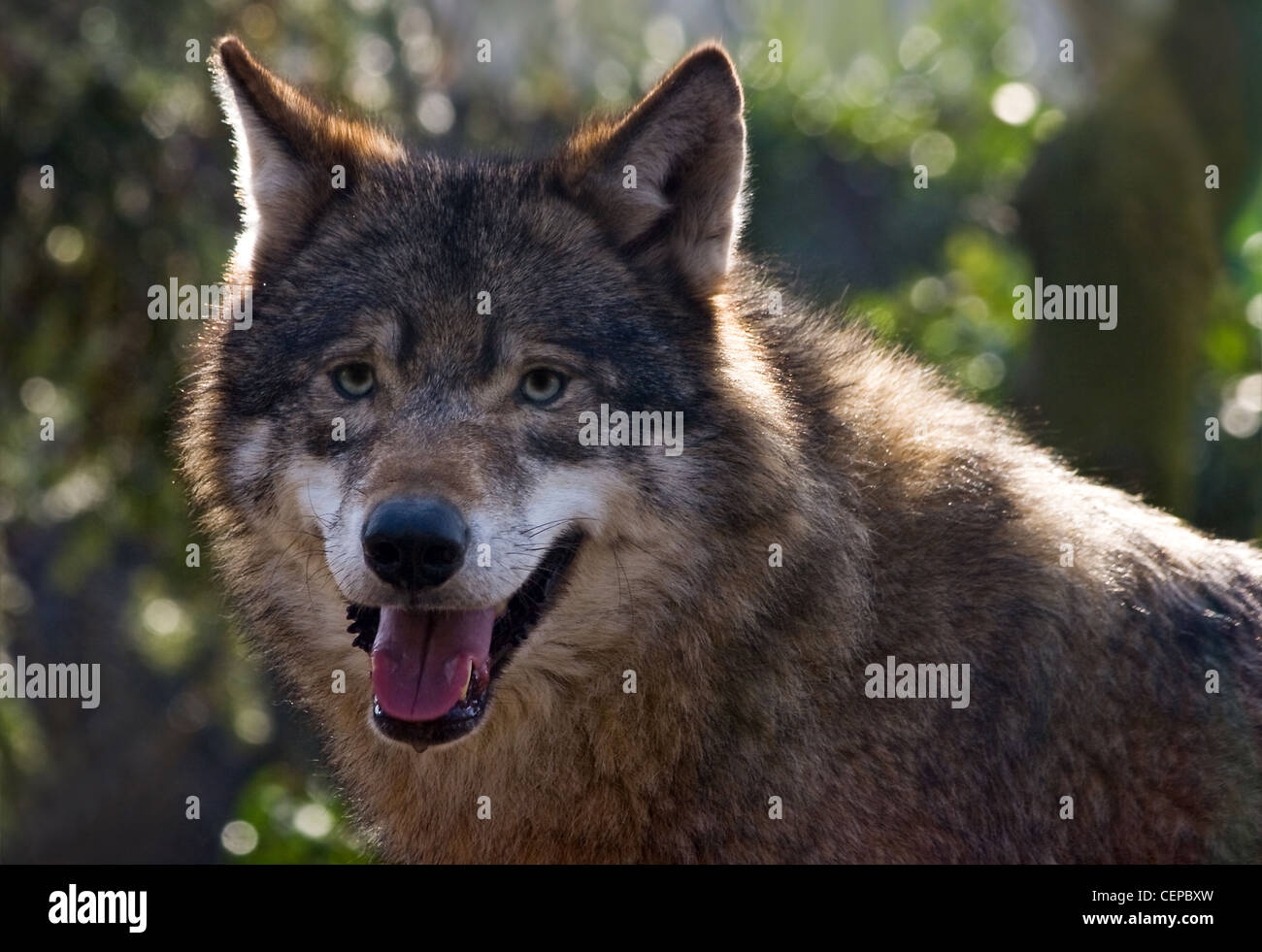 Grey wolf lupus canis hi-res stock photography and images - Alamy