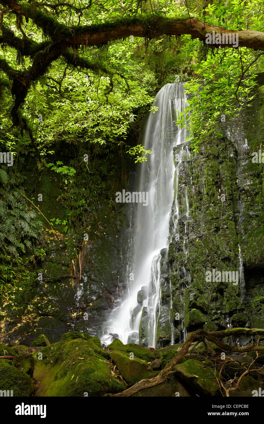 Matai Falls, Catlins, South Otago, South Island, New Zealand Stock ...