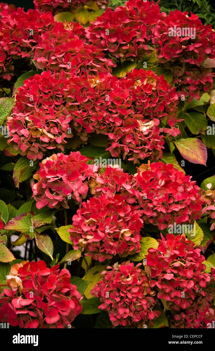 Flowers on Hortensia coloring red in autumn sun - vertical image Stock ...