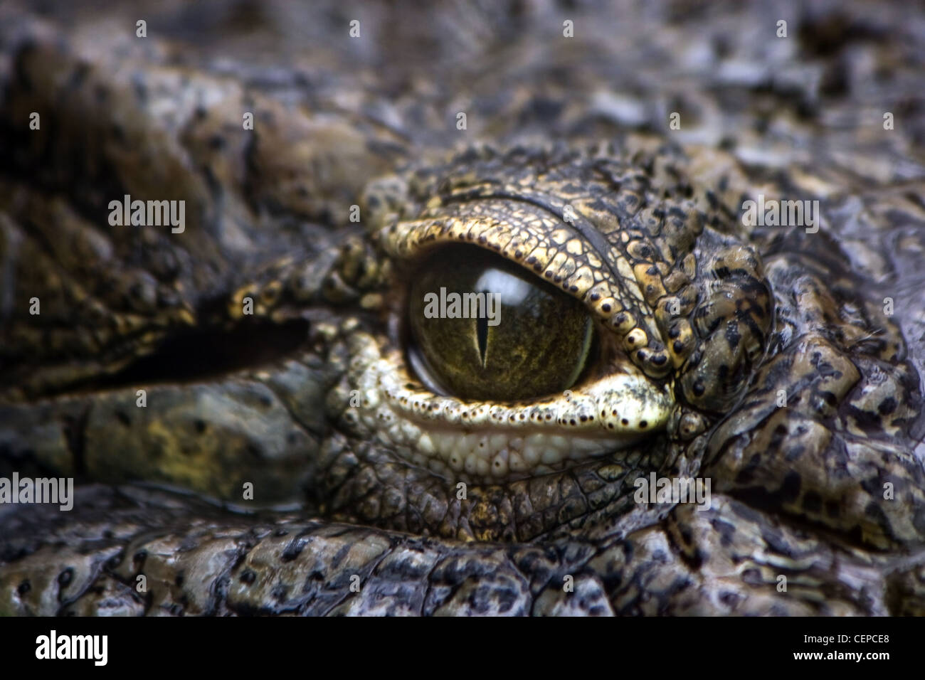 Head of crocodile with staring eye in close view Stock Photo - Alamy