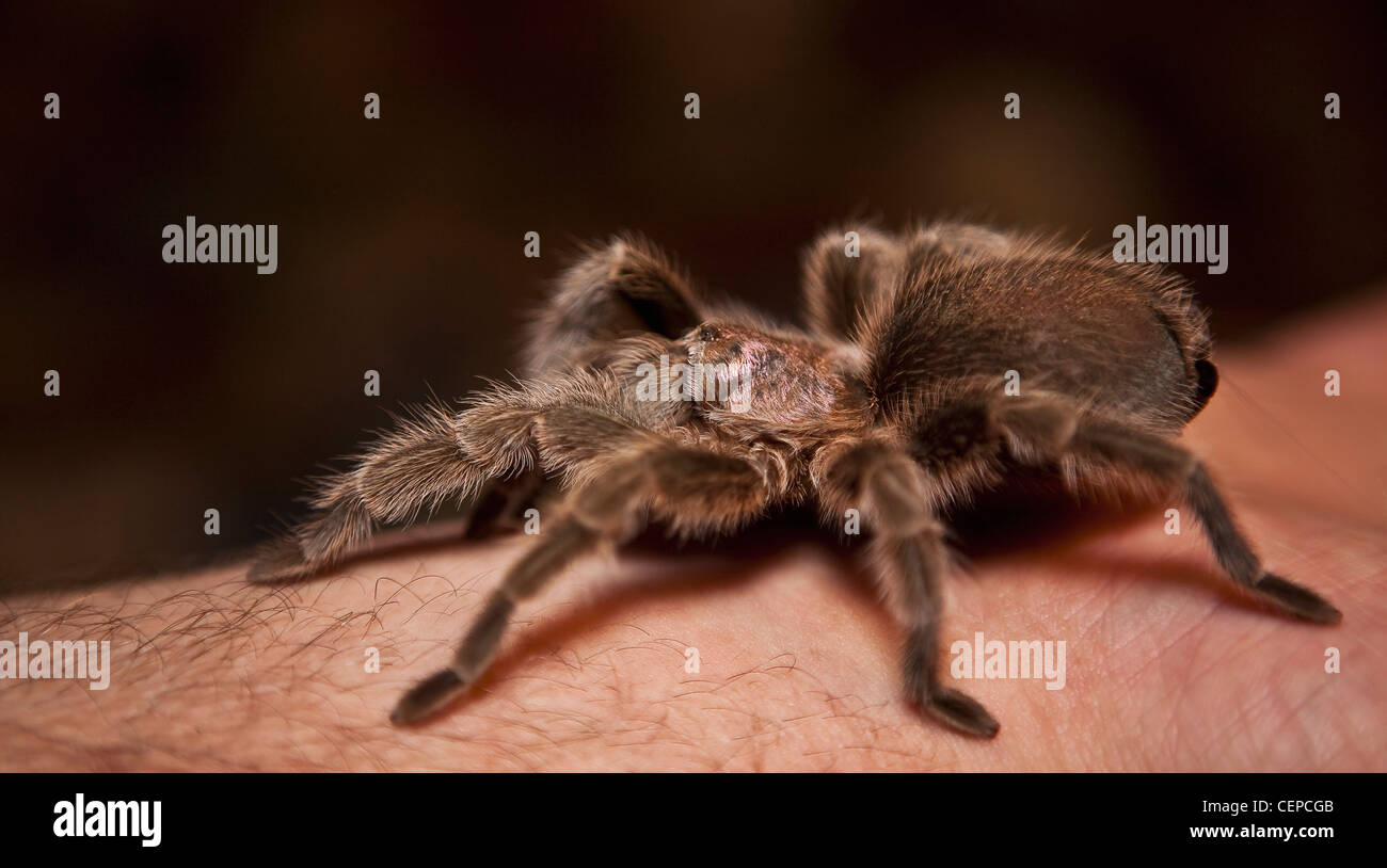 a spider on a person's arm; edmonton, alberta, canada Stock Photo - Alamy