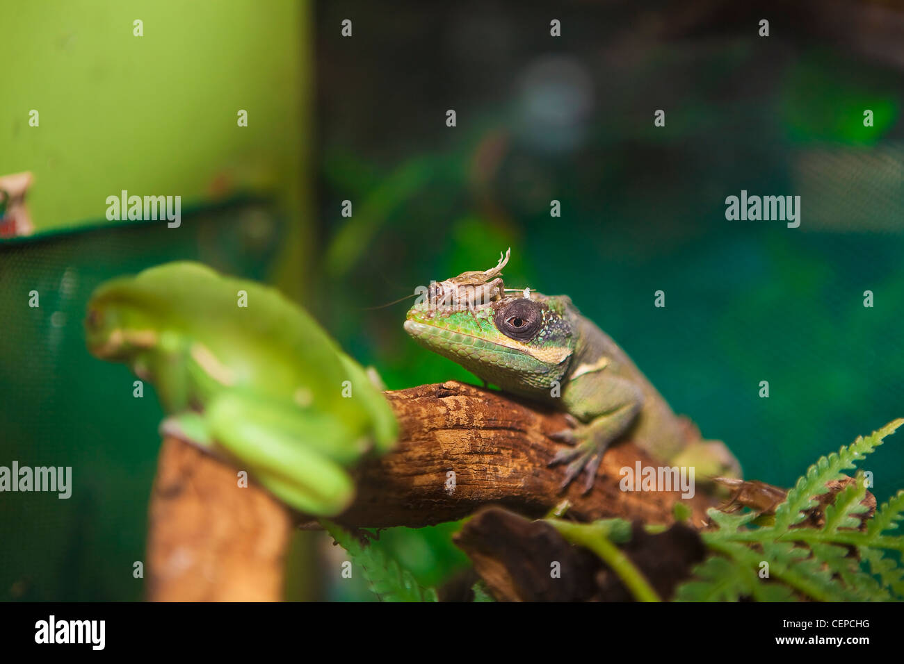 Lizards and frog hi-res stock photography and images - Alamy