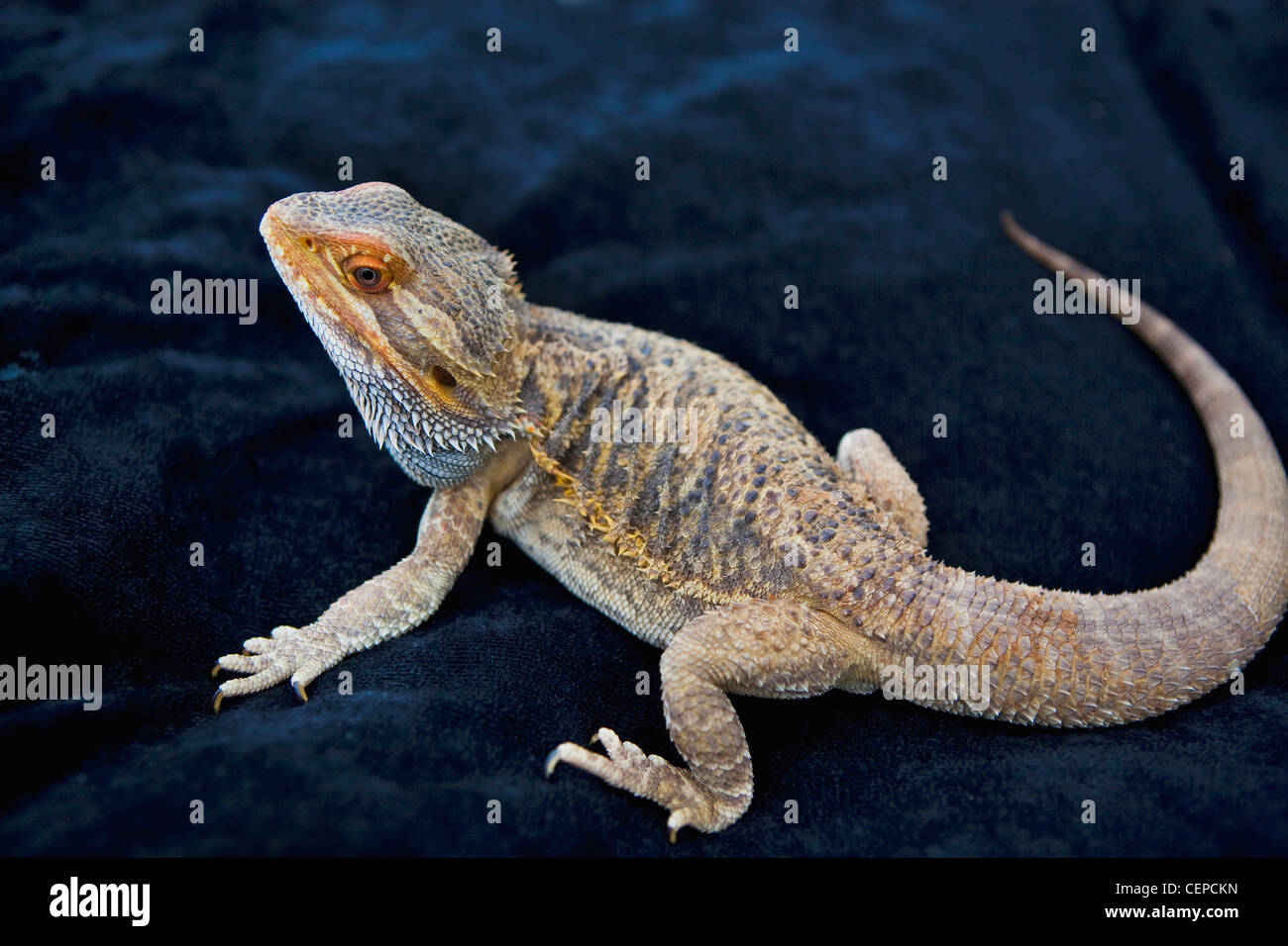 a lizard sitting on a rock (lacertilia); edmonton, alberta, canada ...