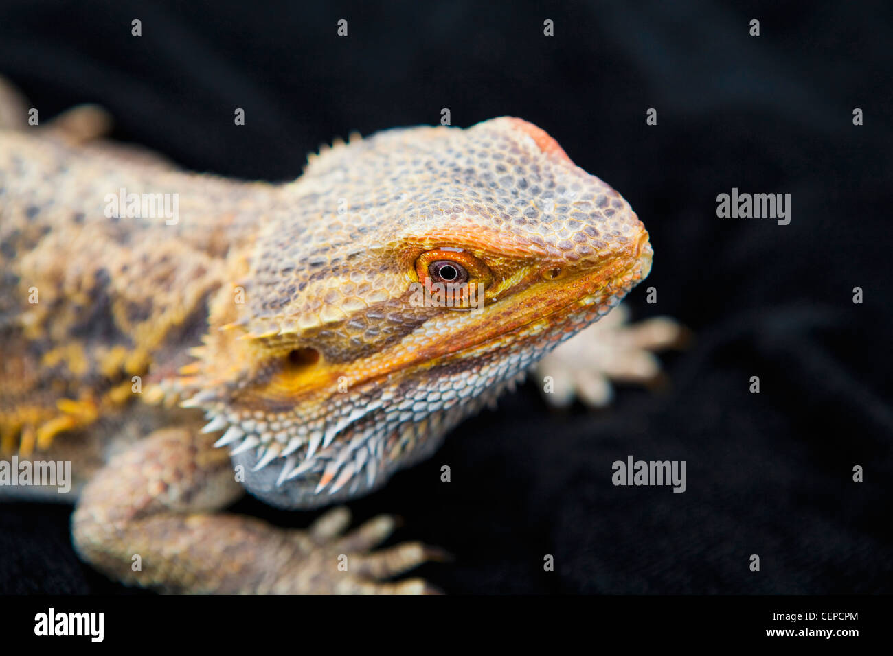 a lizard (lacertilia); edmonton, alberta, canada Stock Photo - Alamy