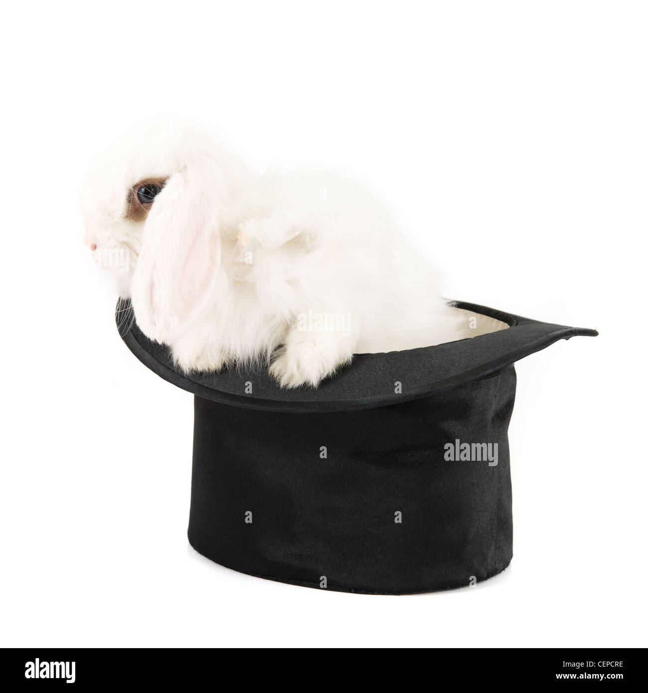Little rabbit at black hat isolated on a white background Stock Photo ...