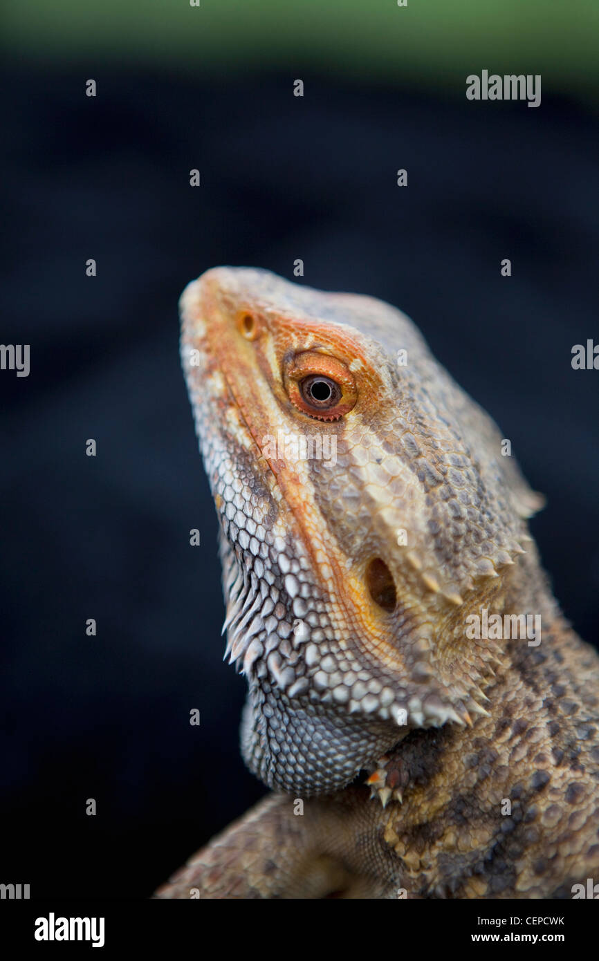 lizard (lacertilia); edmonton, alberta, canada Stock Photo - Alamy