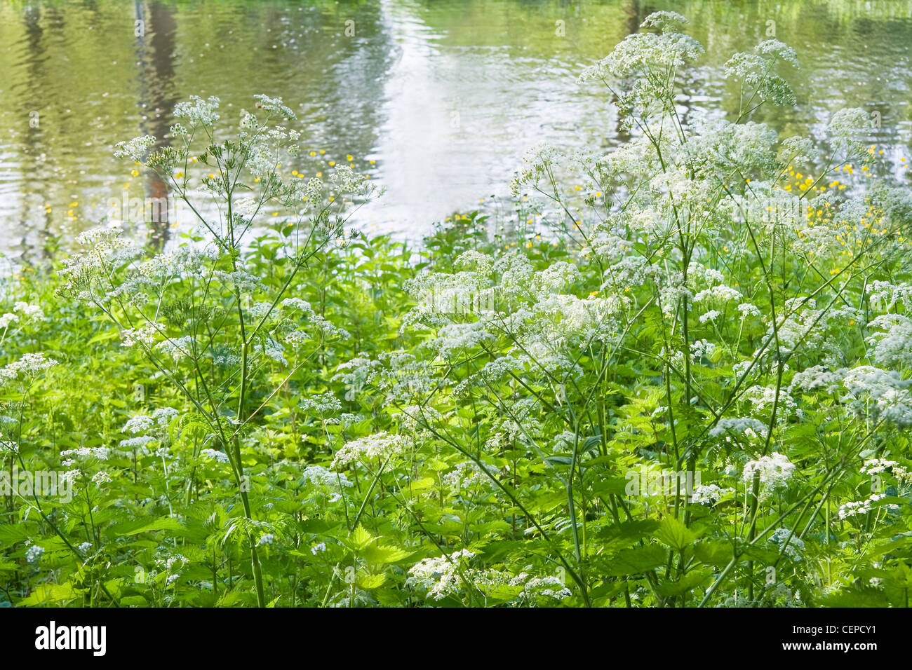 Spring parsley hi-res stock photography and images - Alamy