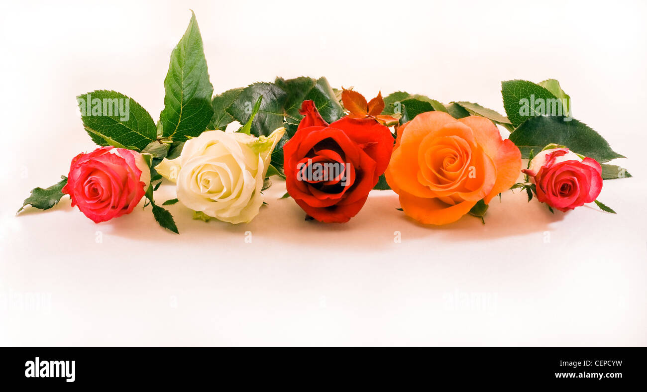 Photo of orange rose hi-res stock photography and images - Alamy