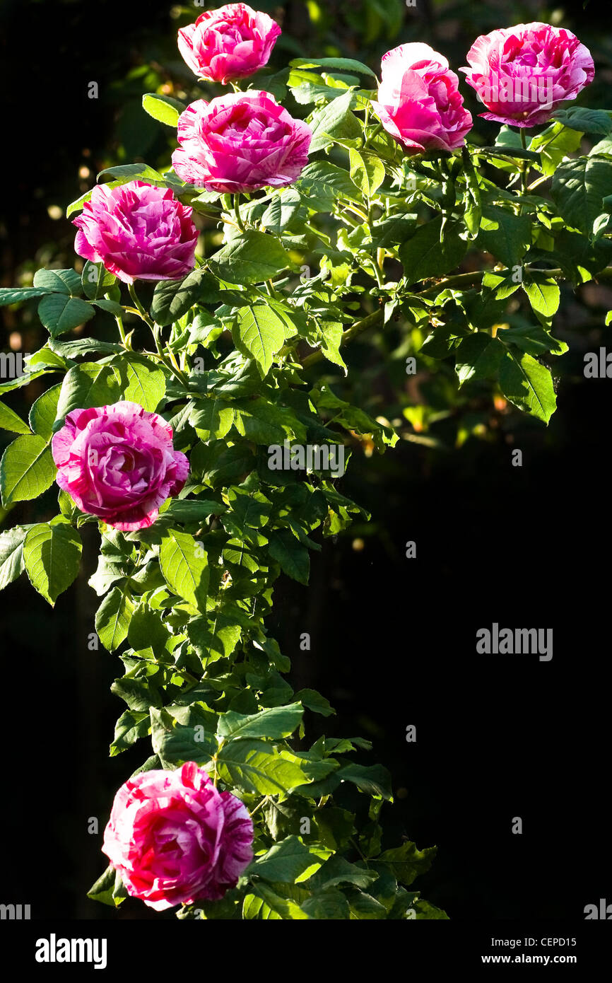 Branch of roses hi-res stock photography and images - Alamy
