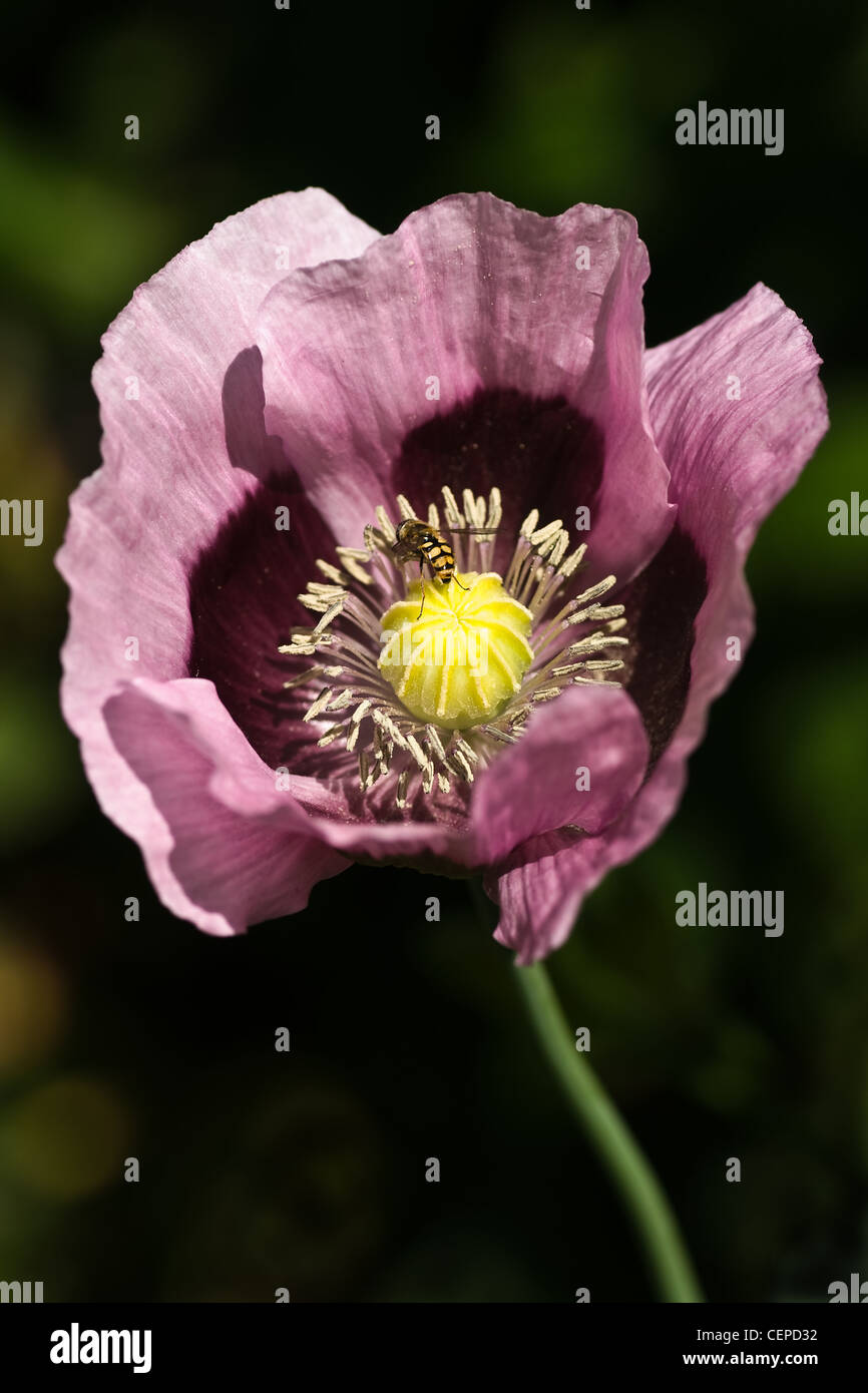 Papaver somniferum opium poppy hi-res stock photography and images - Alamy