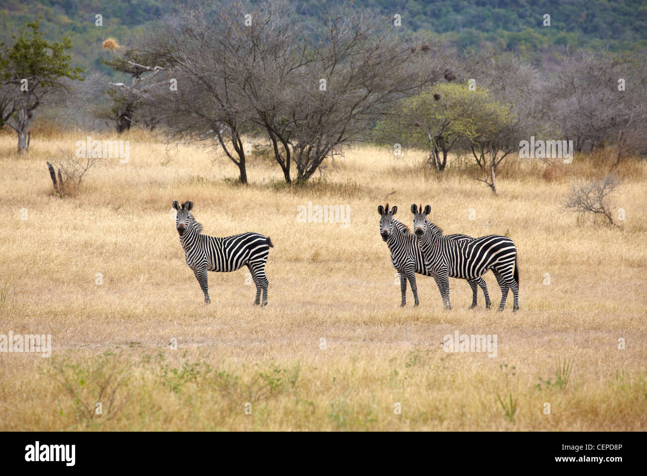 Selous Zebra High Resolution Stock Photography and Images - Alamy
