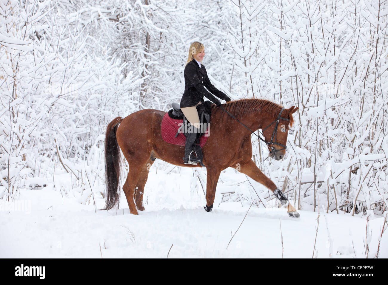 Pretty girl horseback riding in the winter forest Stock Photo - Alamy